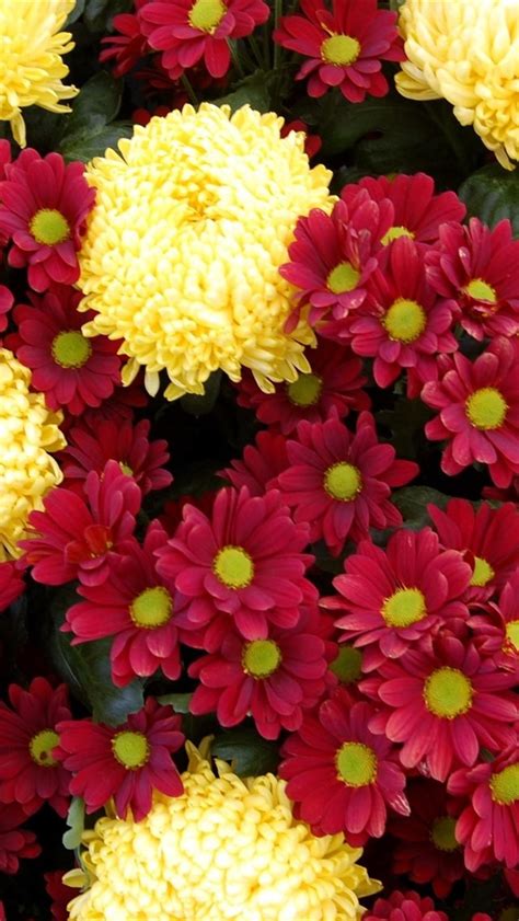 배경 화면 빨간색과 노란색 국화 많은 꽃 2560x1600 Hd 그림 이미지