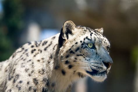 Classification Examples Flashcards Quizlet