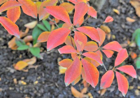 アカヤシオの育て方と花や葉など植物の特徴をわかりやすく解説