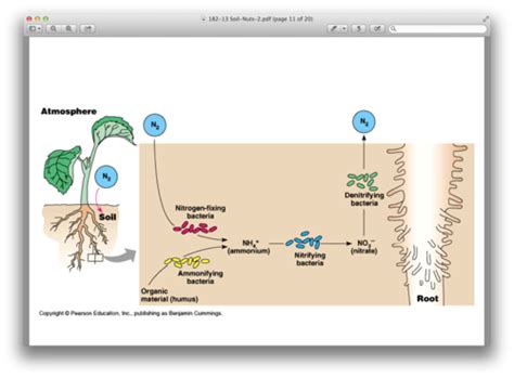 Plant Structure And Transport Flashcards Quizlet