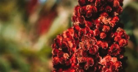Tree Of Heaven Vs Sumac Which Is Better For You Timber Blogger