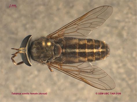 Tabanus