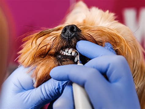 Pet Dental Care In Pearland Tx