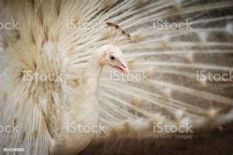 아름 다운 흰 공작 깃털 밖으로 백색 남성 공작 확산 깃털으로 완전히 열린 꼬리 알 비 노 공작입니다 가금류에 대한 스톡 사진 및 기타 이미지 Istock