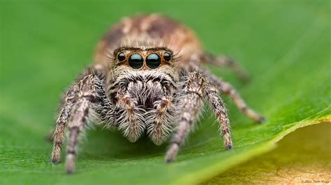 White Spider Rezepte Suchen