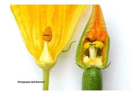 Floral Biology Of Important Cucurbits Pptx