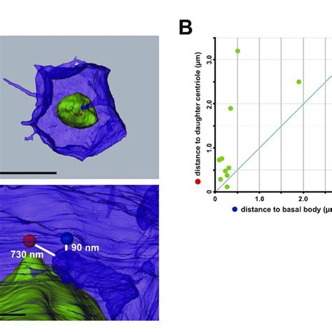 The Membrane Invagination Approaches Closer To The Basal Body Than To Download Scientific