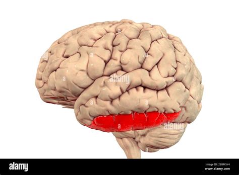 Inferior Temporal Sulcus