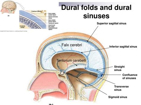 Ppt Anatomy Nervous System Lab Powerpoint Presentation Free Download