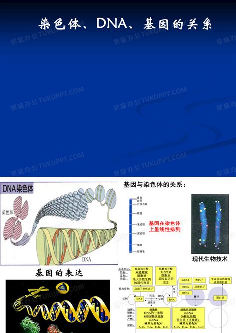 Dna Ppt Qmmynydv