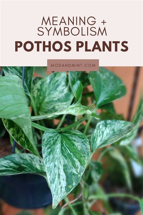 Pothos Spiritual Meaning And Symbolism