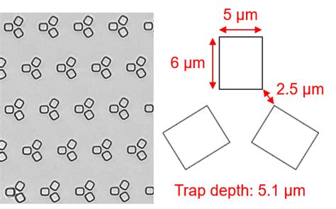Automated Dissection Chip Ibiochips