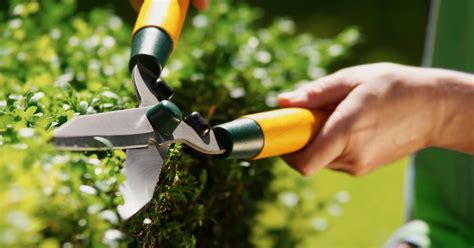 Common Gardening Mistake Could Leave You With £5 000 Fine Or Even Prison Time Mirror Online