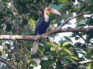 Wreathed Hornbill Rhyticeros Undulatus Birds Of The World