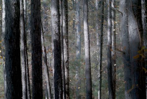 Sigma Sd14 10 Year Recap Review Boon Vong B