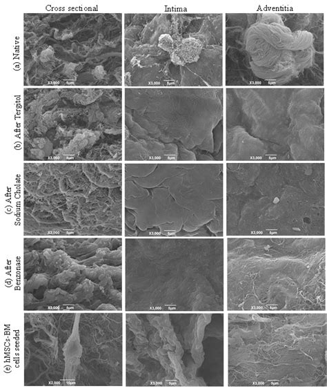 Sem Imaging Showed The Effects Of The Most Important Step Of The Download Scientific Diagram