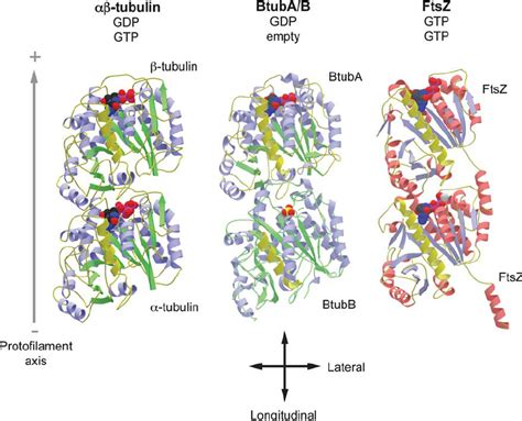 Structures Of The α β Tubulin Heterodimer Left The Btubabtubb Download Scientific
