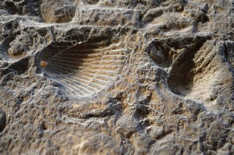 How Limestone Is Formed Where Does It Form Geology In