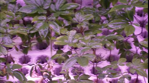 새싹삼재배기 대박나삼을 설치하여 재배한 새싹삼재배 Youtube