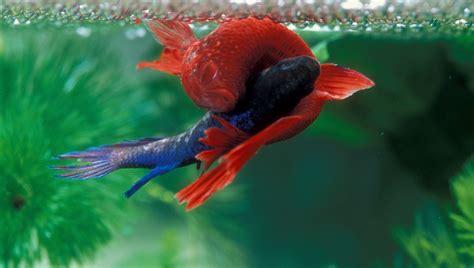 Que sait on de la sexualité des poissons France Culture