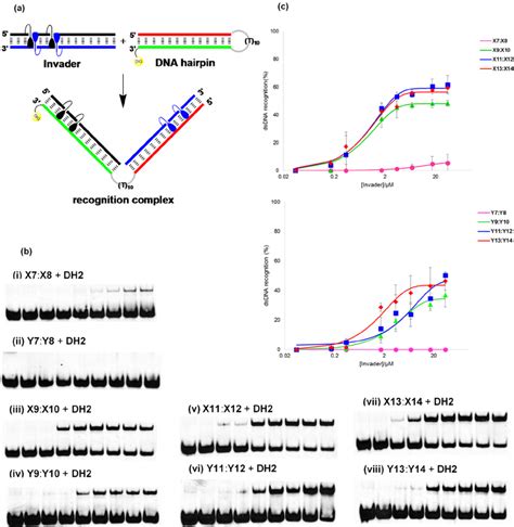 Recognition Of Dsdna Model Target Dh2 Using Different Invader Probes
