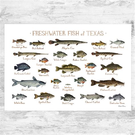 Freshwater Fish Species Chart