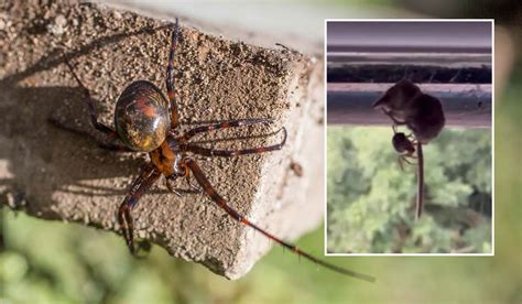 Noble False Widow Spider Captures Pygmy Shrew In Terrifying First Reported Case