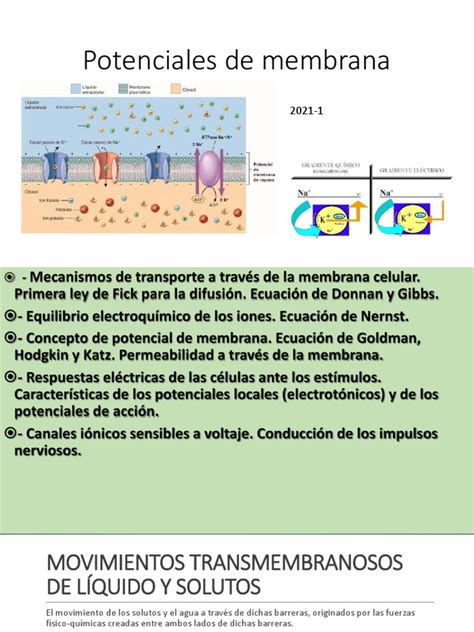 21potenciales De Membrana Pdf Canal De Iones Potencial De Membrana
