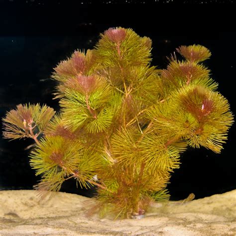 Cabomba Furcata Aquario Passion