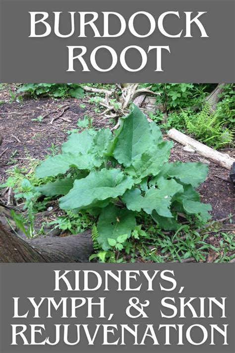 Best 13 Burdock Root Powerful Support For Lymph System Skin And Immune