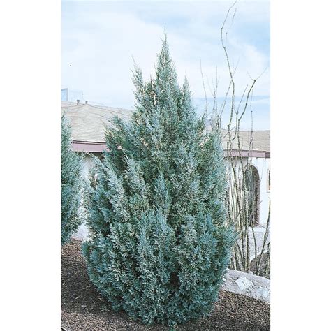 10 25 Gallon Blue Ice Cypress Screening Tree L7255 At