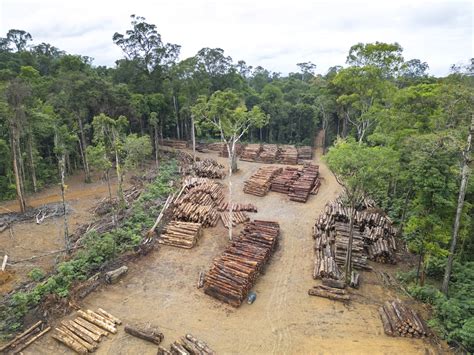 Timber From Illegal Logging In Brazilian Amazon Discovered In U S And European Markets Report