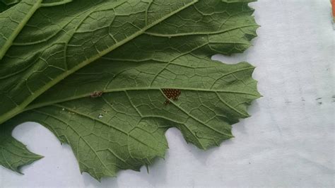 What Are These Eggs On The Bottom Of My Zucchini Leaves Rwhatsthisbug