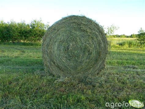 Bela - Trawa - Agrofoto.pl Forum Rolnicze i Galeria Rolnicza