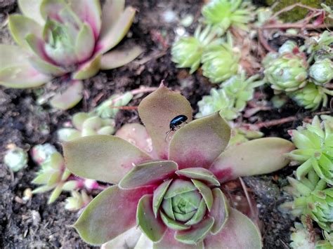 What Is This Bug R Whatsthisbug