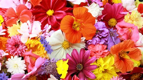 Colorful Spring Flowers Wallpapers Wallpaper Cave