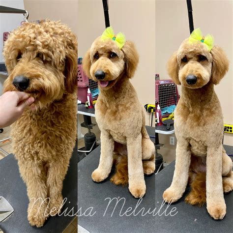 Doodle Haircut Styles Variations With Pictures For Inspo Part 2 Artofit