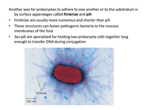 PPT Chapter Prokaryotes PowerPoint Presentation Free Download ID