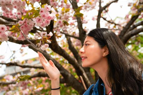 Vocabulary Workshop Best Words For Cherry Blossoms Sakuraco