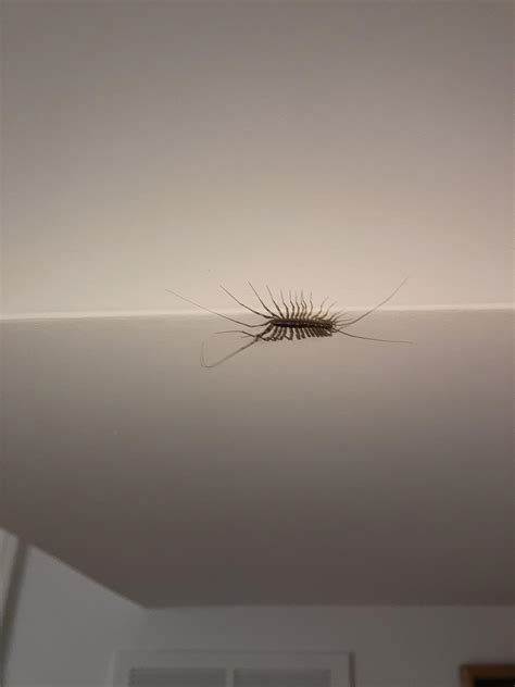 The Heck Is This About An Inch Long And Too Many Legs Rinsects