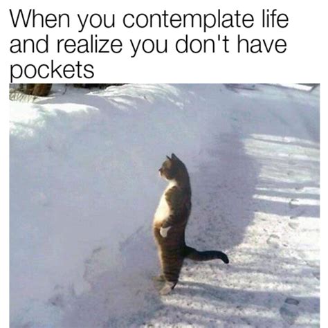 100 Funniest Cat Memes Ever