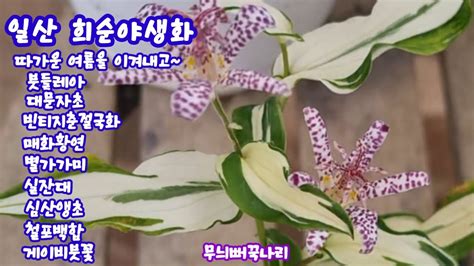 일산희순야생화 뜨겁던여름을 이겨내고~붓들레아뻐꾹나리대문자초빈티지춘절국화실잔대독일쥐손이매화황연좀양지꽃고비심산앵초별가가미몽골사초게이비붓꽃립스틱자란