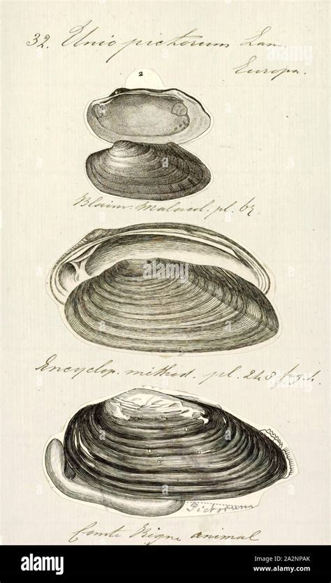 Peintres Moules Unio Pictorum Banque De Photographies Et Dimages à Haute Résolution Alamy