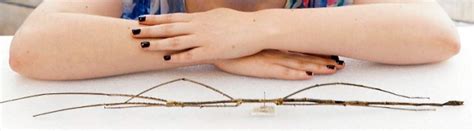 Worlds Longest Insect Is Two Feet Long