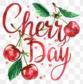 Cherry Day Cherry Day Celebration Illustration With Red Cherries Png