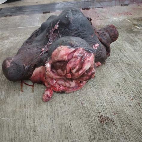 Amorphous Globosus Monster Without Skin On Ventral Side Download