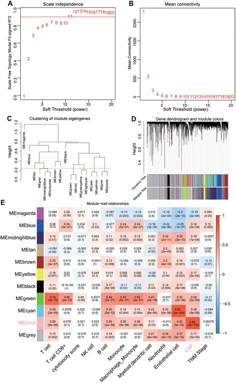Development Of Cancer Associated Fibroblast Related Gene Signature For Predicting The Survival