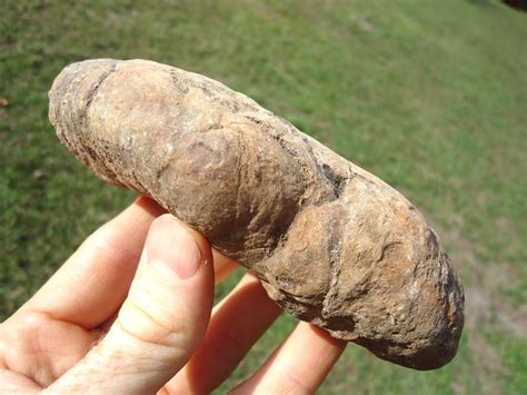 Large Detailed Coprolite Recently Sold Fossils Prehistoric Florida