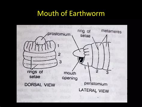 Indian Earthworm Pheretima Posthumapptpdf
