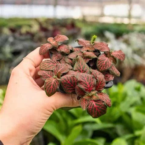 Fittonia ‘red Blozem